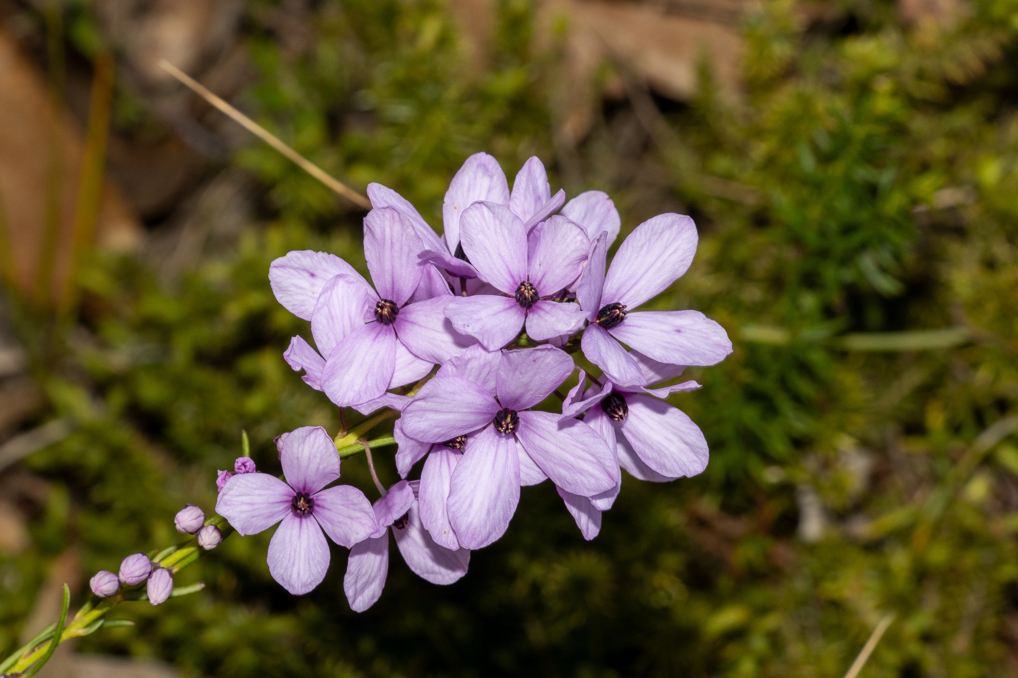 Tetratheca pilosa