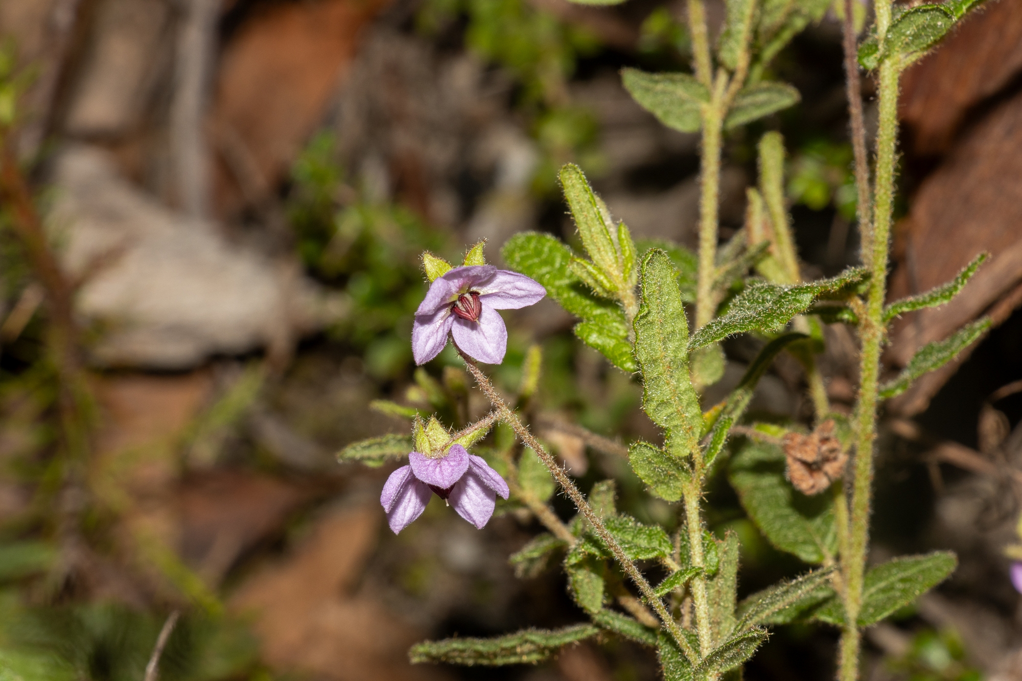Thomasia petalocalyx
