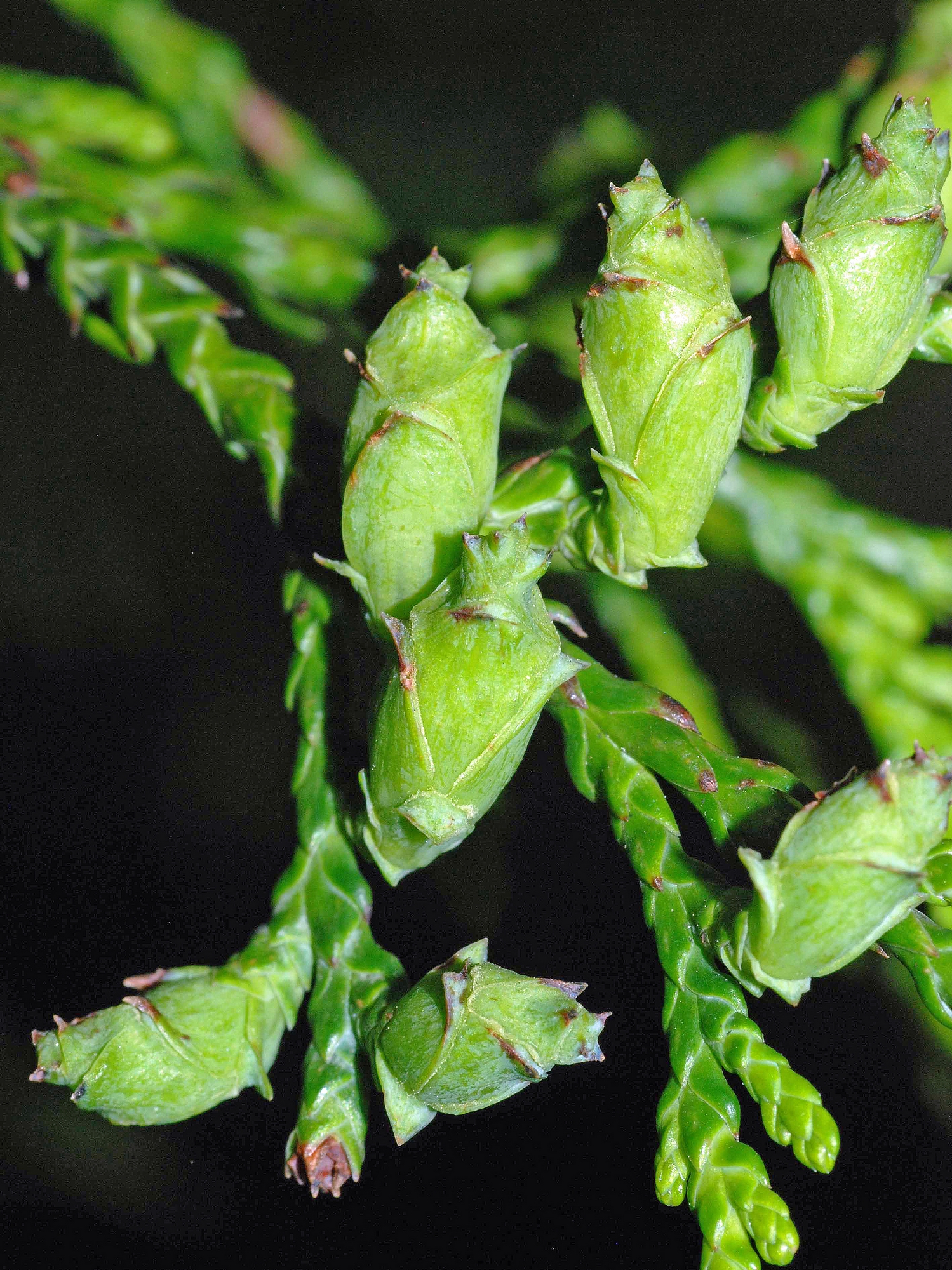 Thuja plicata