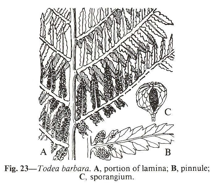 Todea barbara