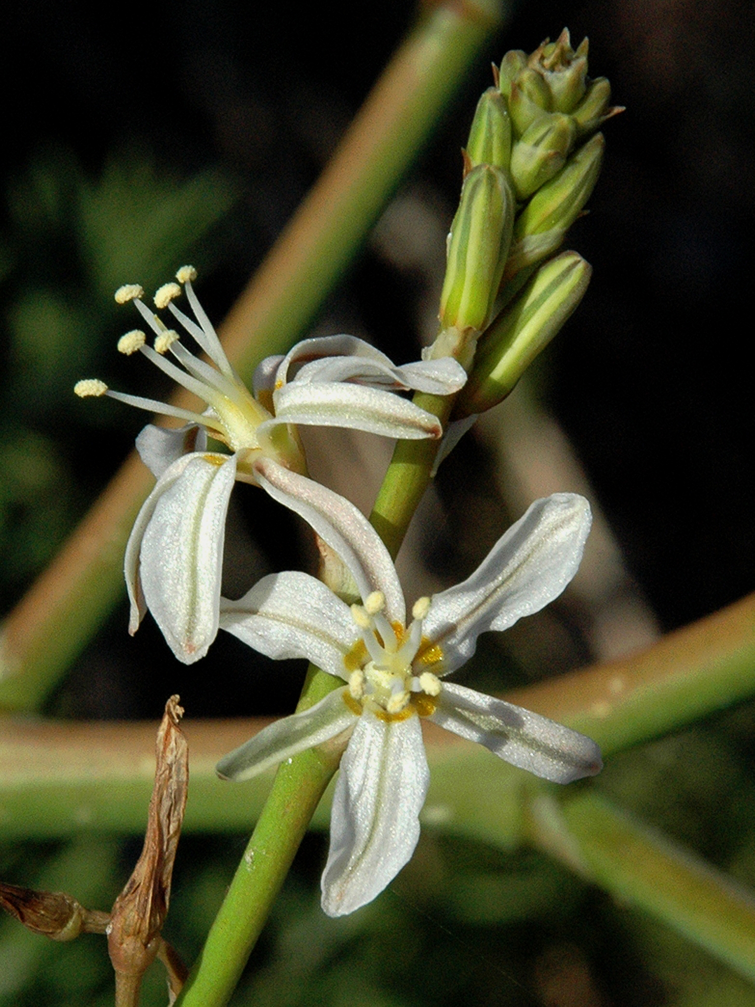 Trachyandra divaricata