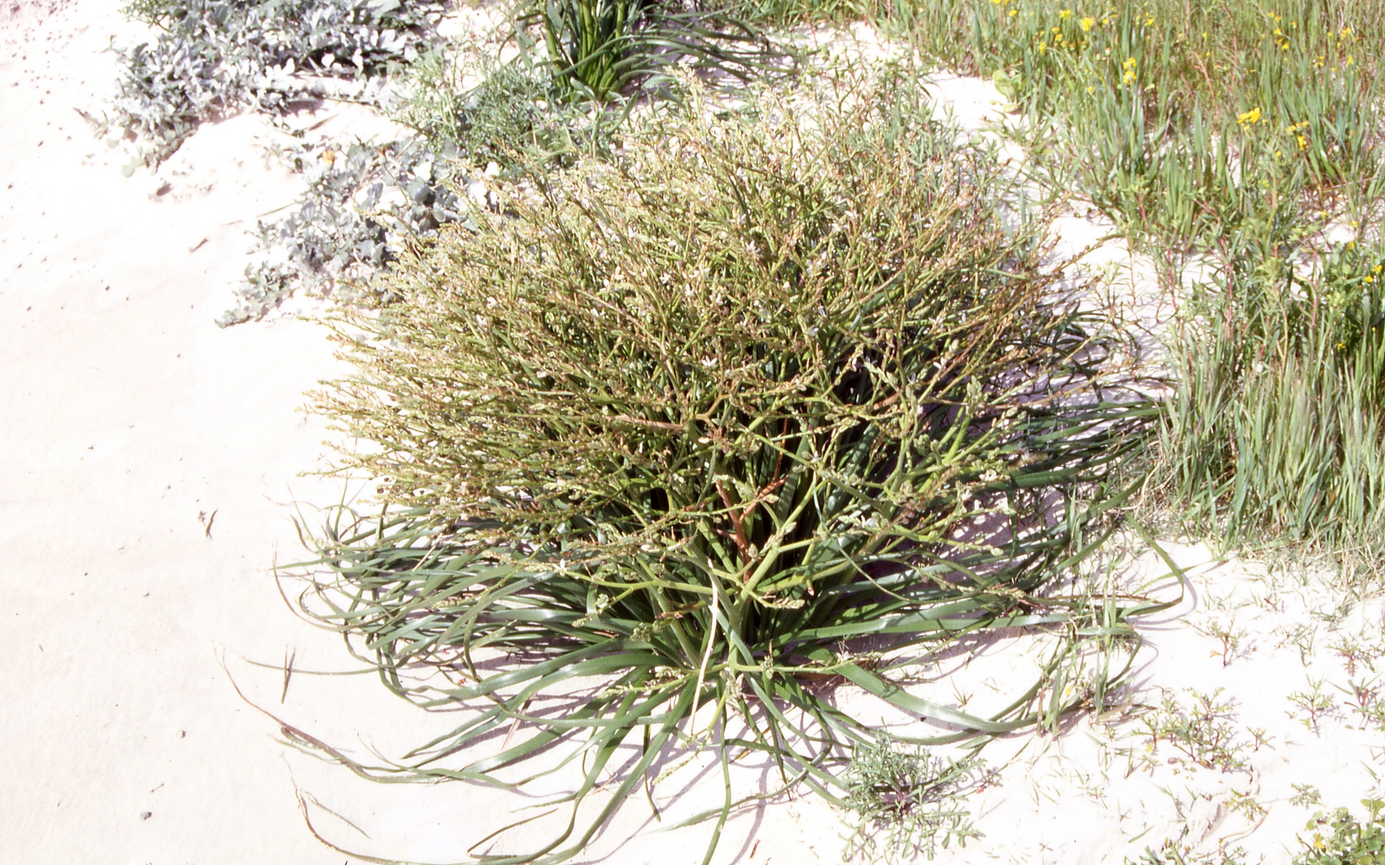 Trachyandra divaricata