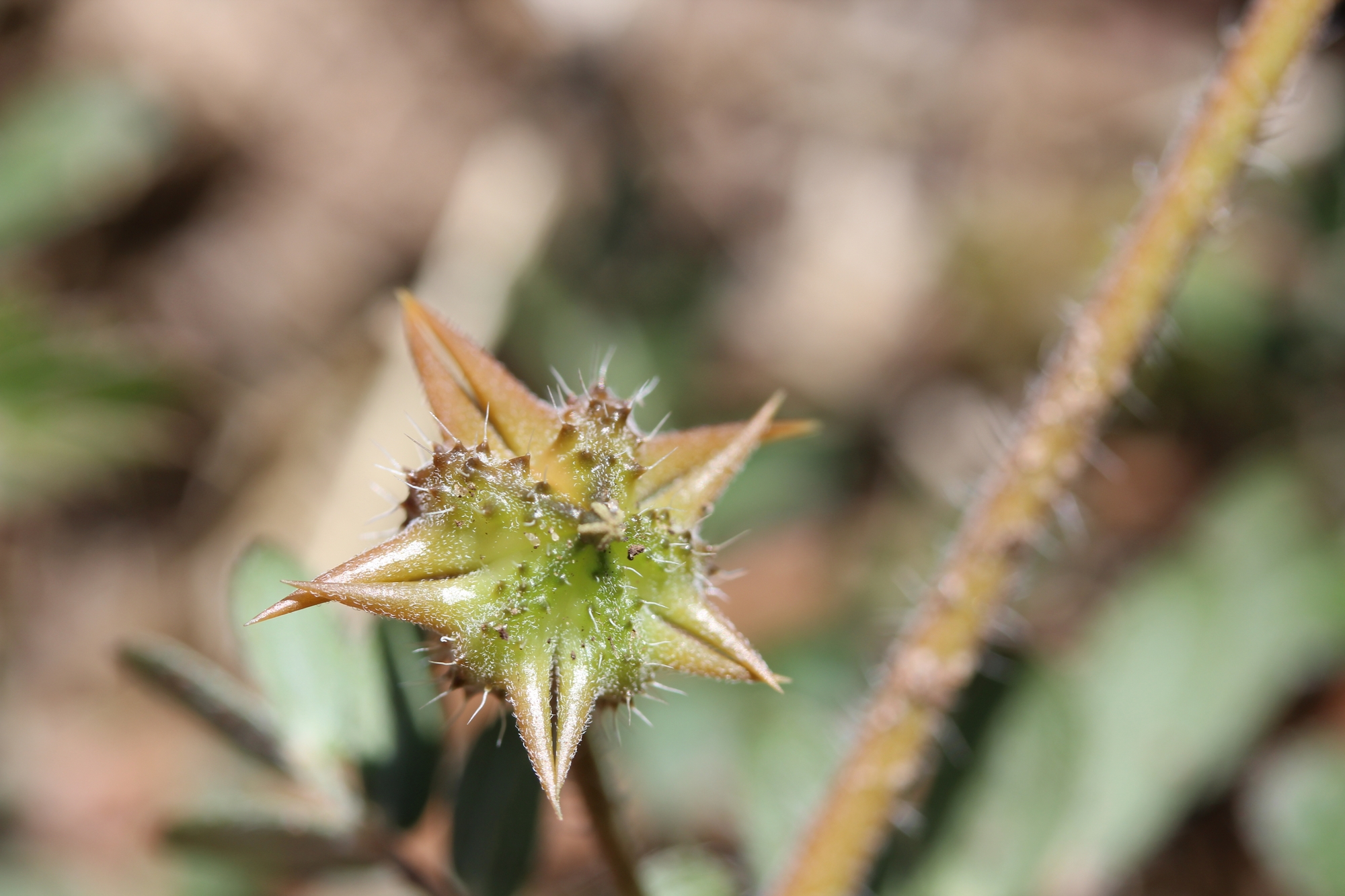 Tribulus terrestris