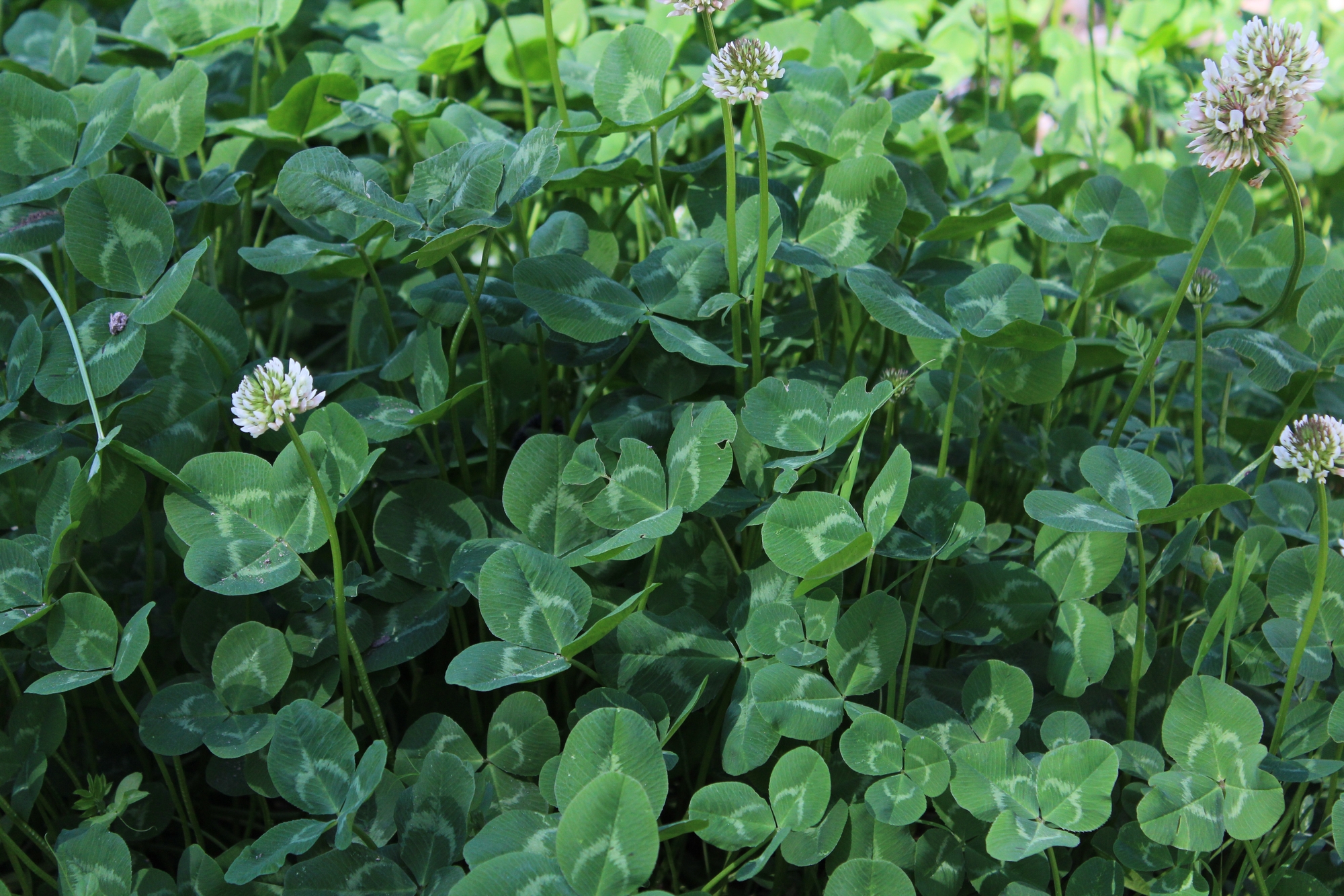 Trifolium repens