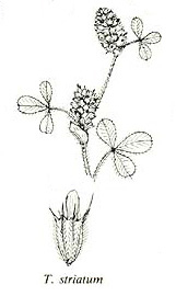 Trifolium striatum