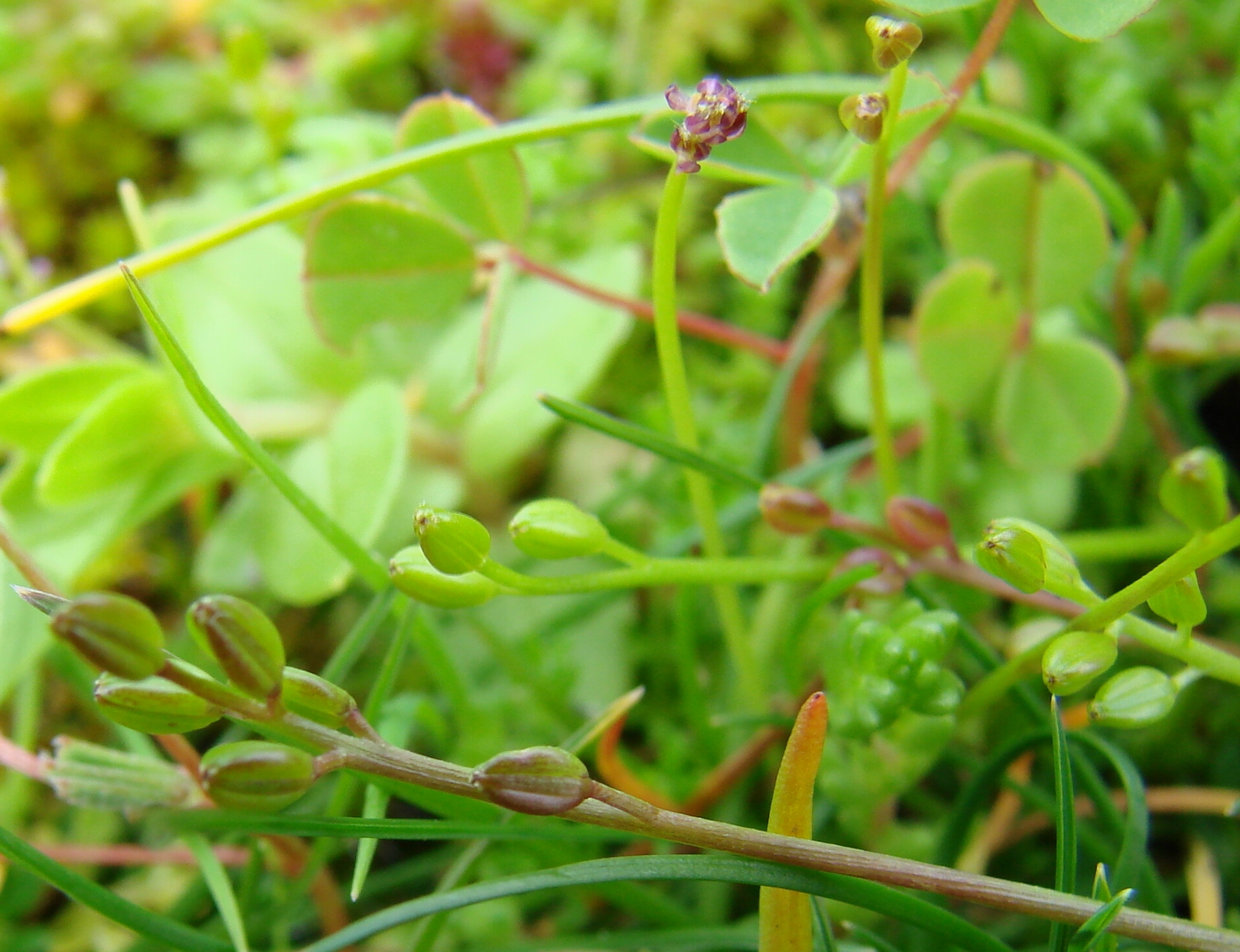 Triglochin trichophora