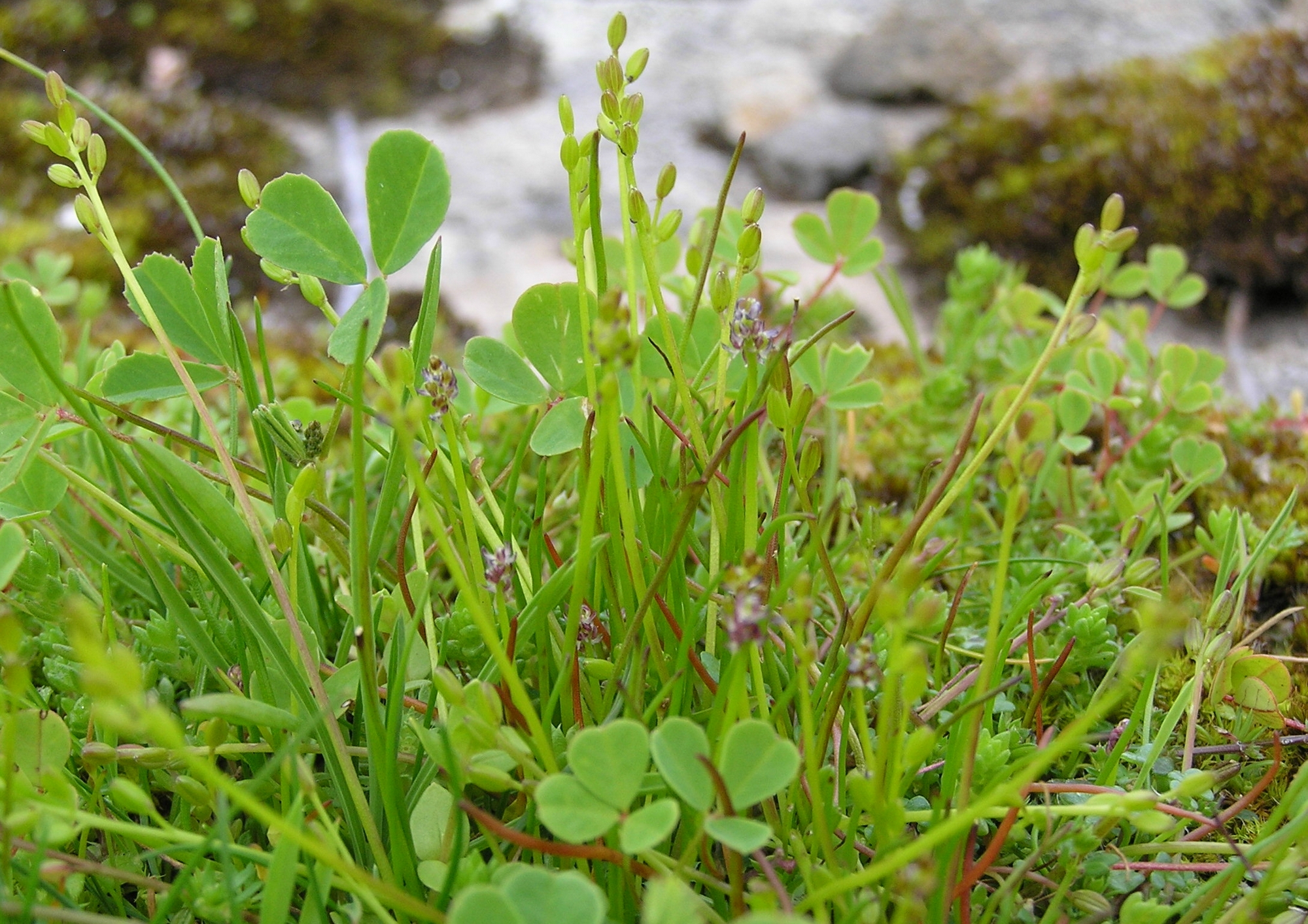 Triglochin trichophora