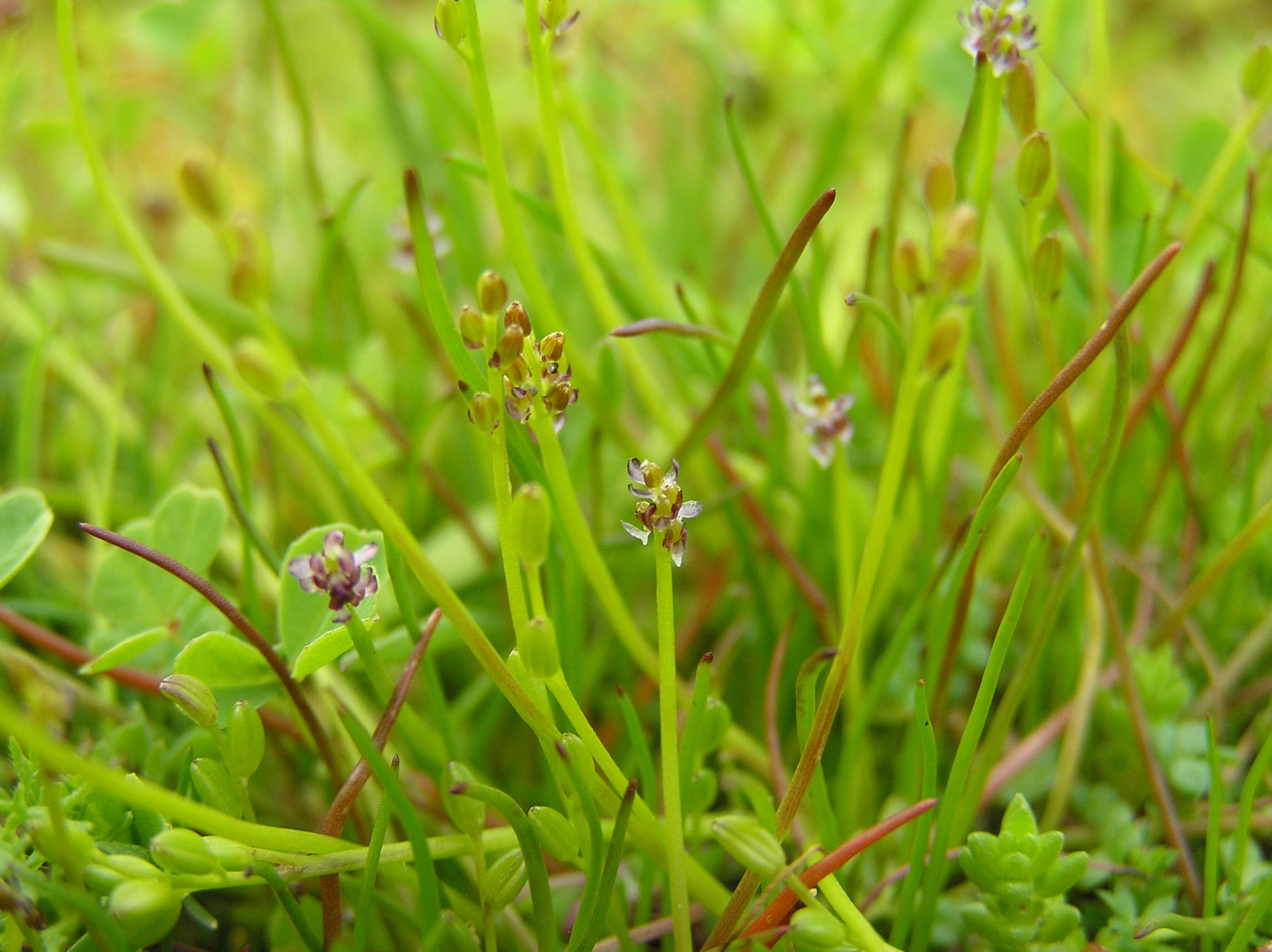 Triglochin trichophora