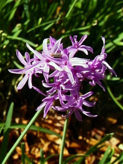 Tulbaghia violacea