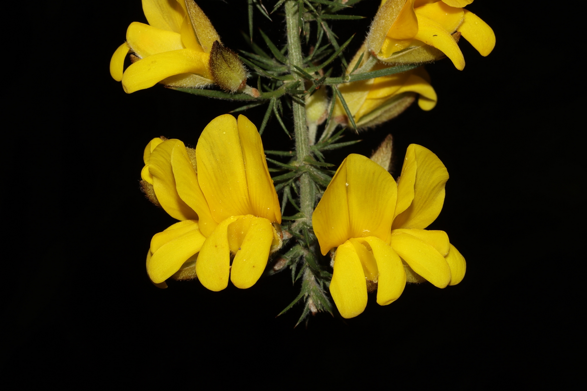 Ulex europaeus