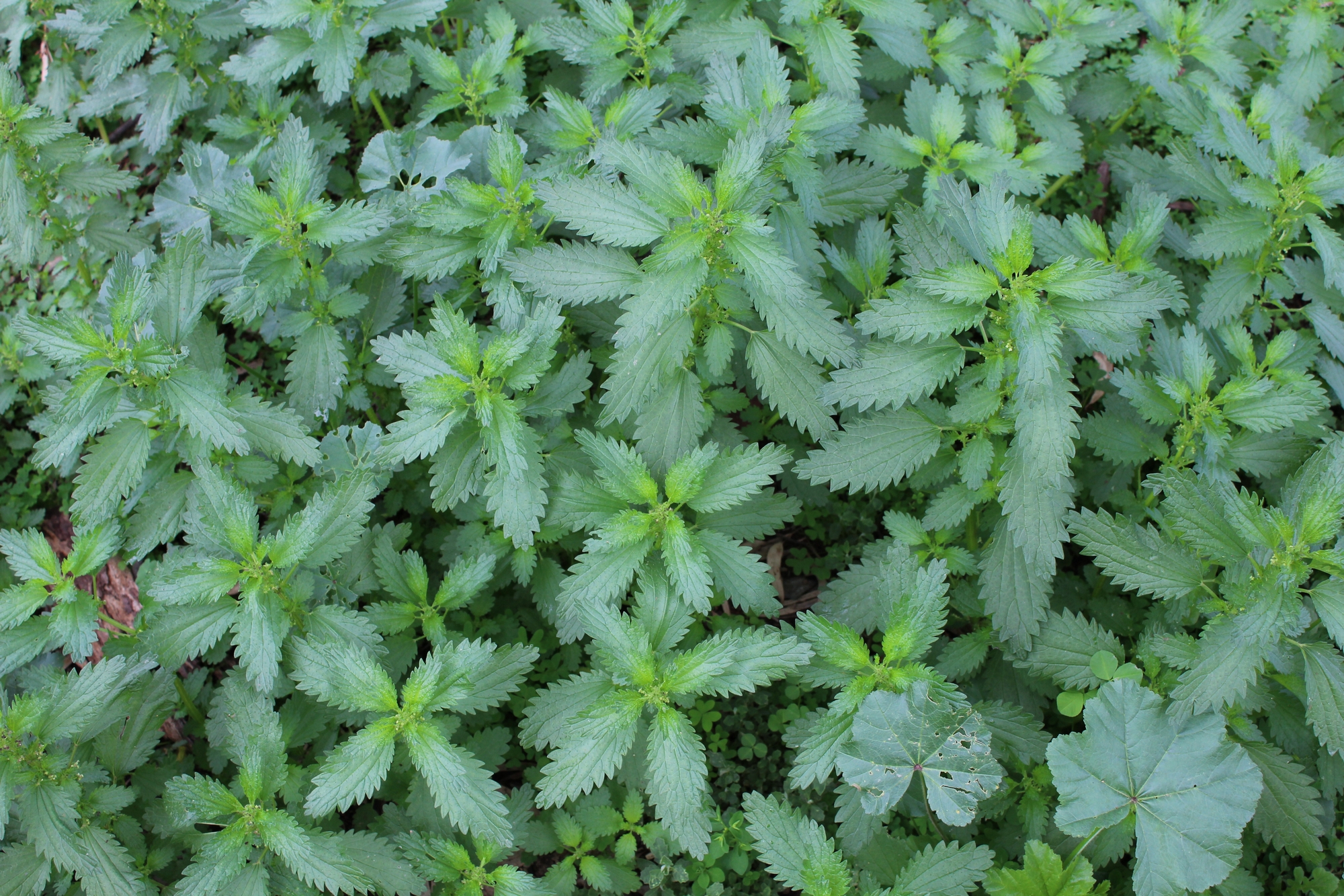Urtica urens
