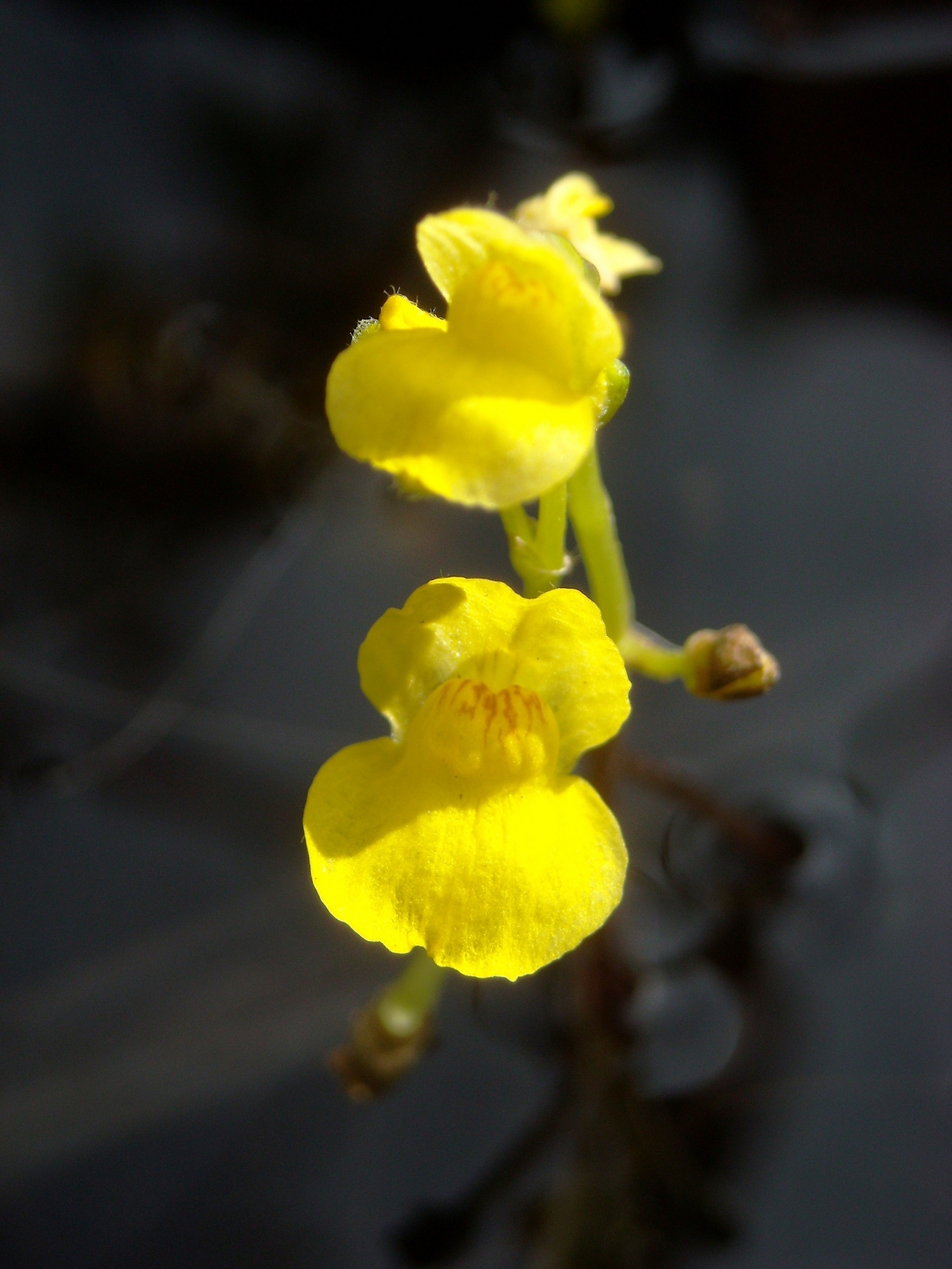 Utricularia australis