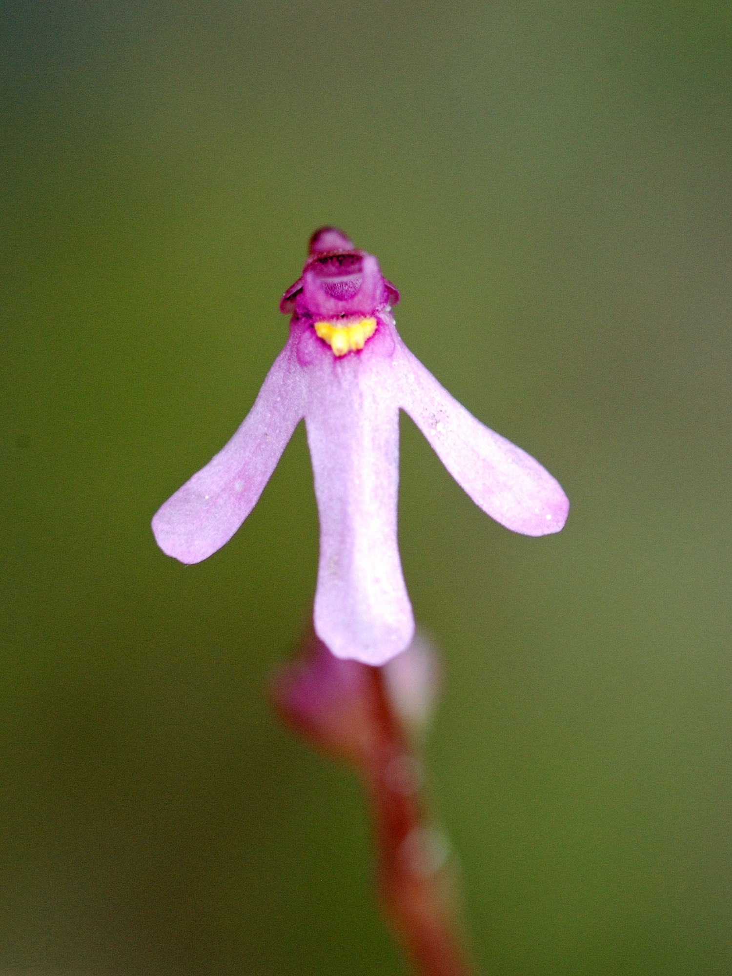 Utricularia tenella