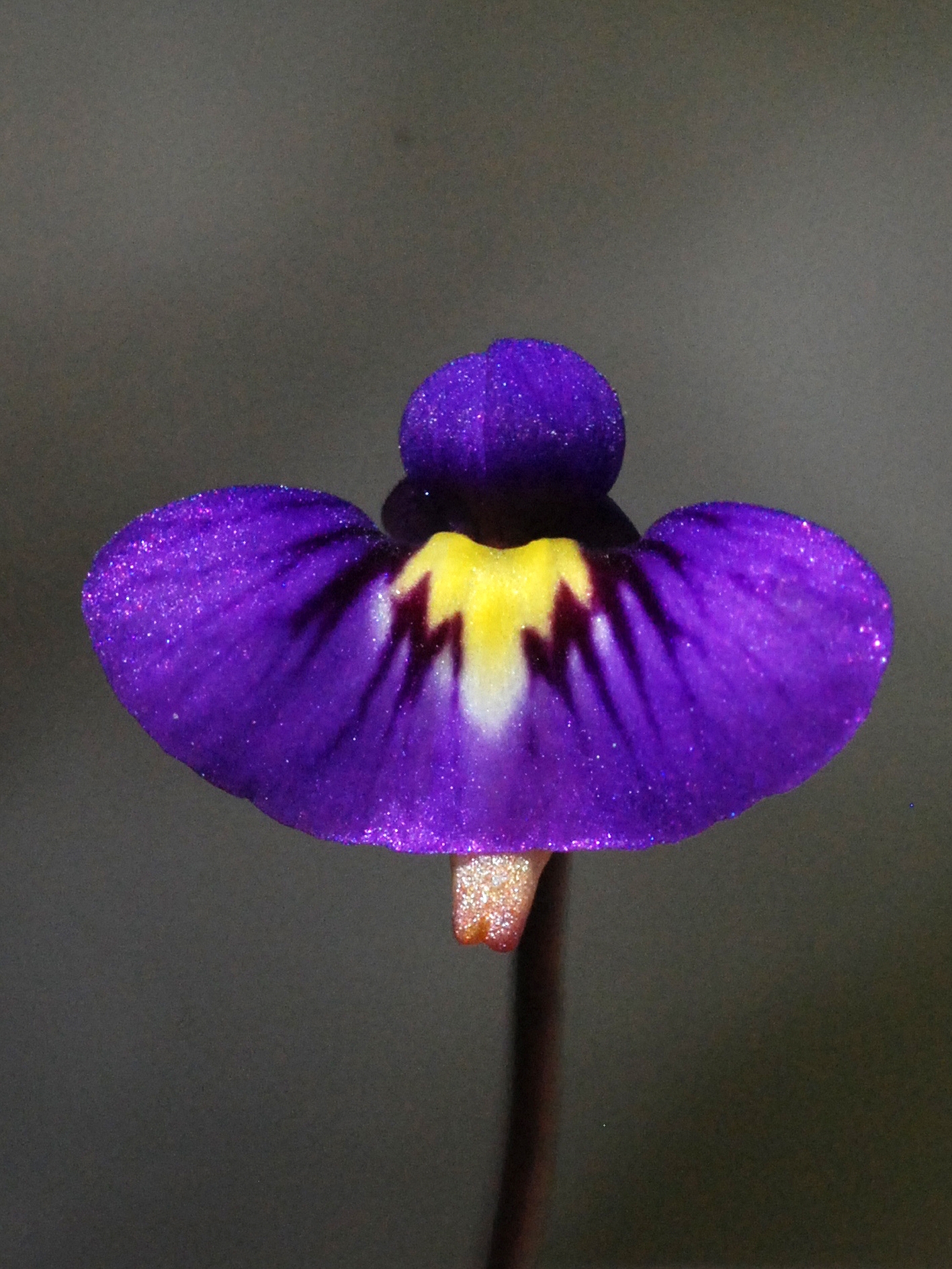 Utricularia violacea