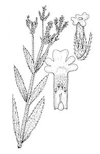 Verbena bonariensis