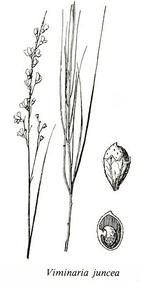 Viminaria juncea