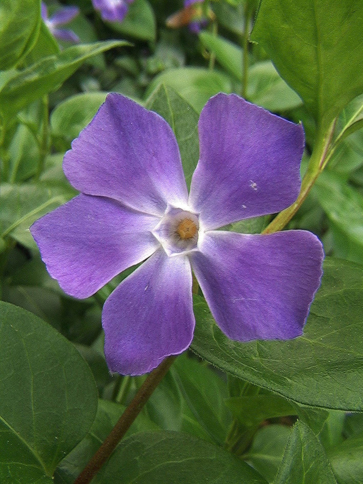 Vinca major