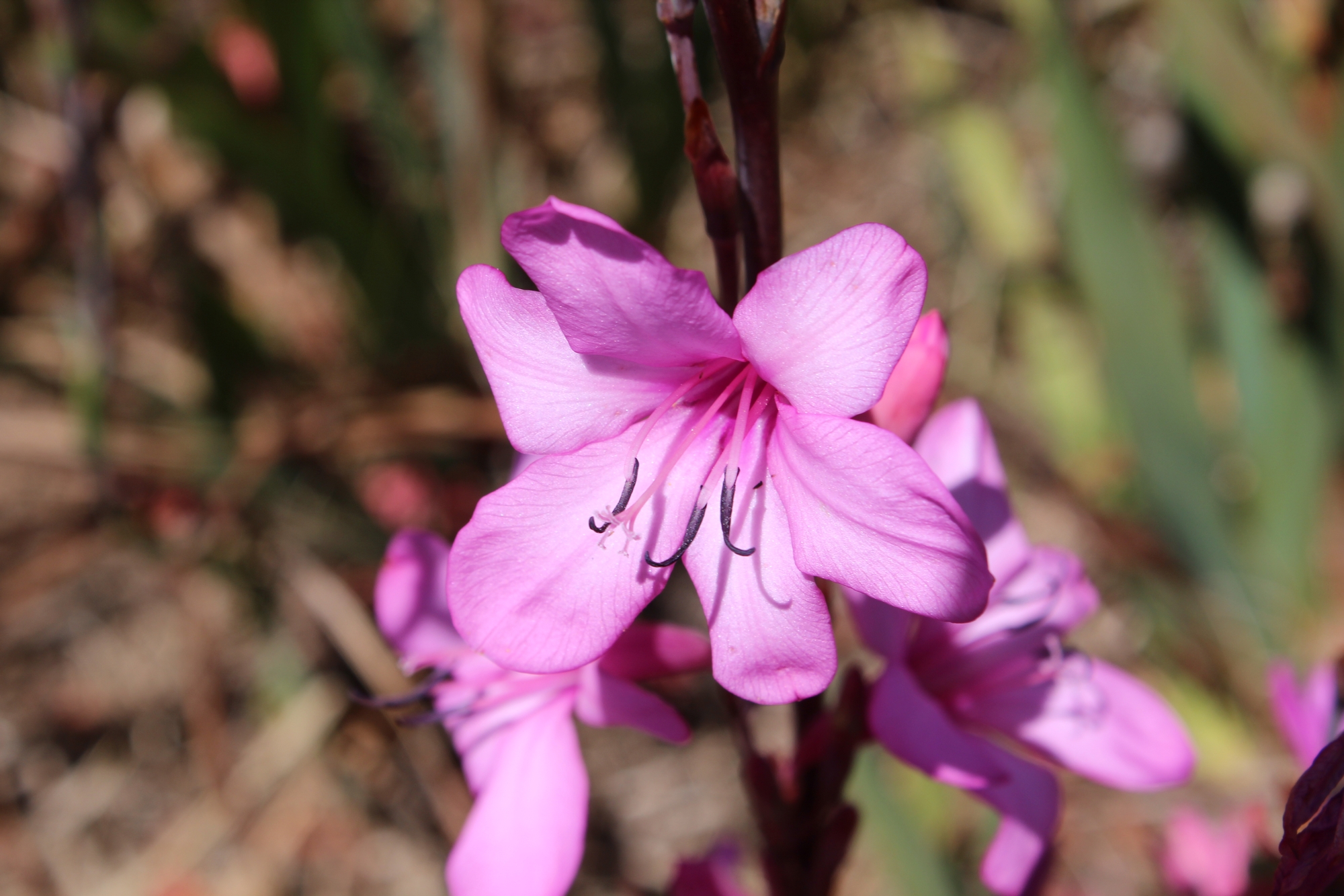 Watsonia borbonica