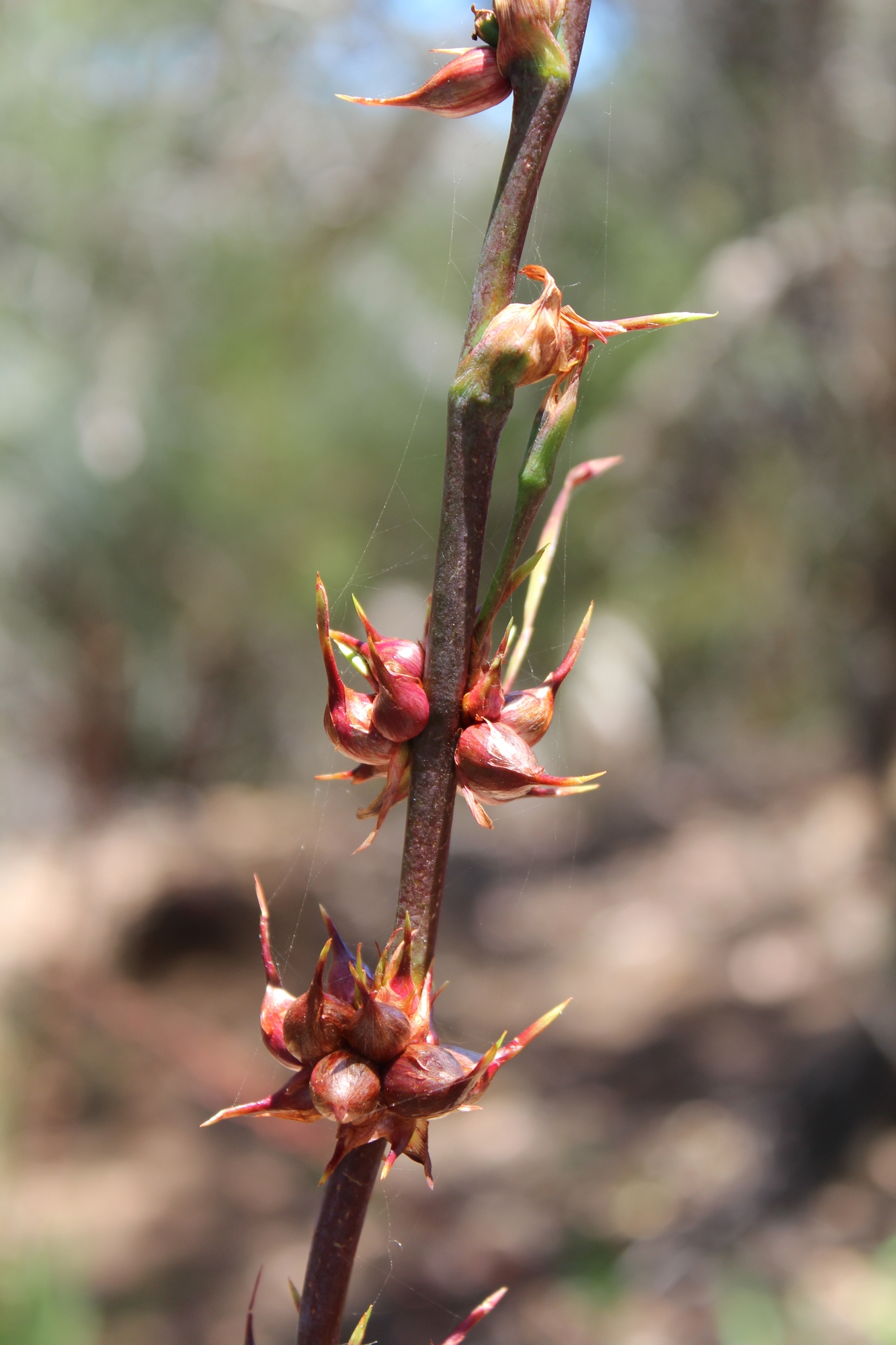Watsonia meriana var. bulbillifera