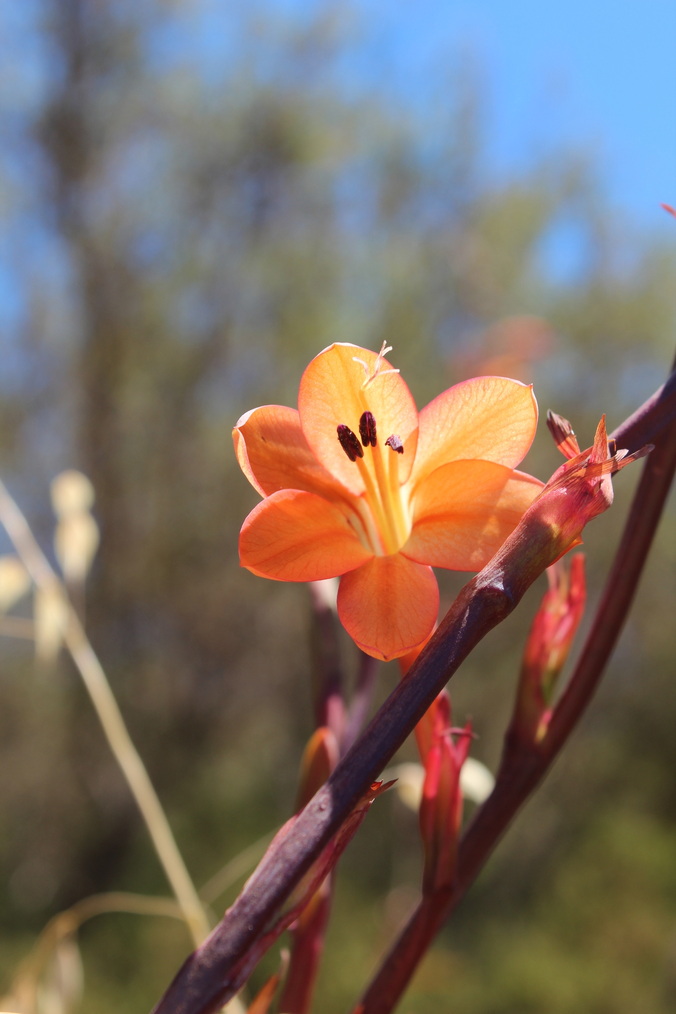 Watsonia meriana var. bulbillifera