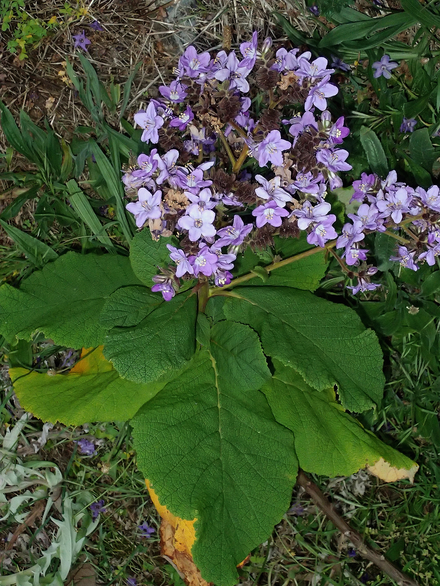 Wigandia urens var. caracasana