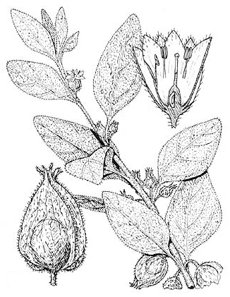 Withania somnifera