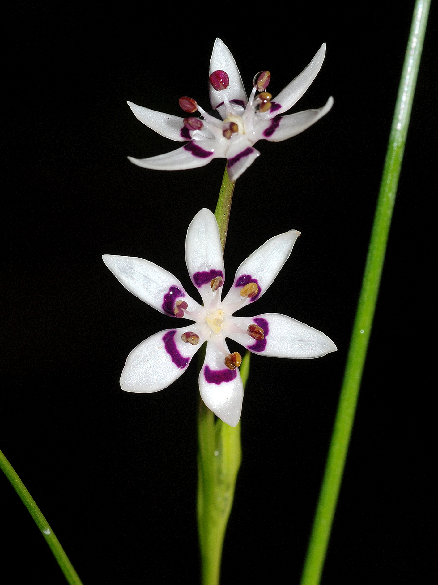 Wurmbea dioica subsp. brevifolia