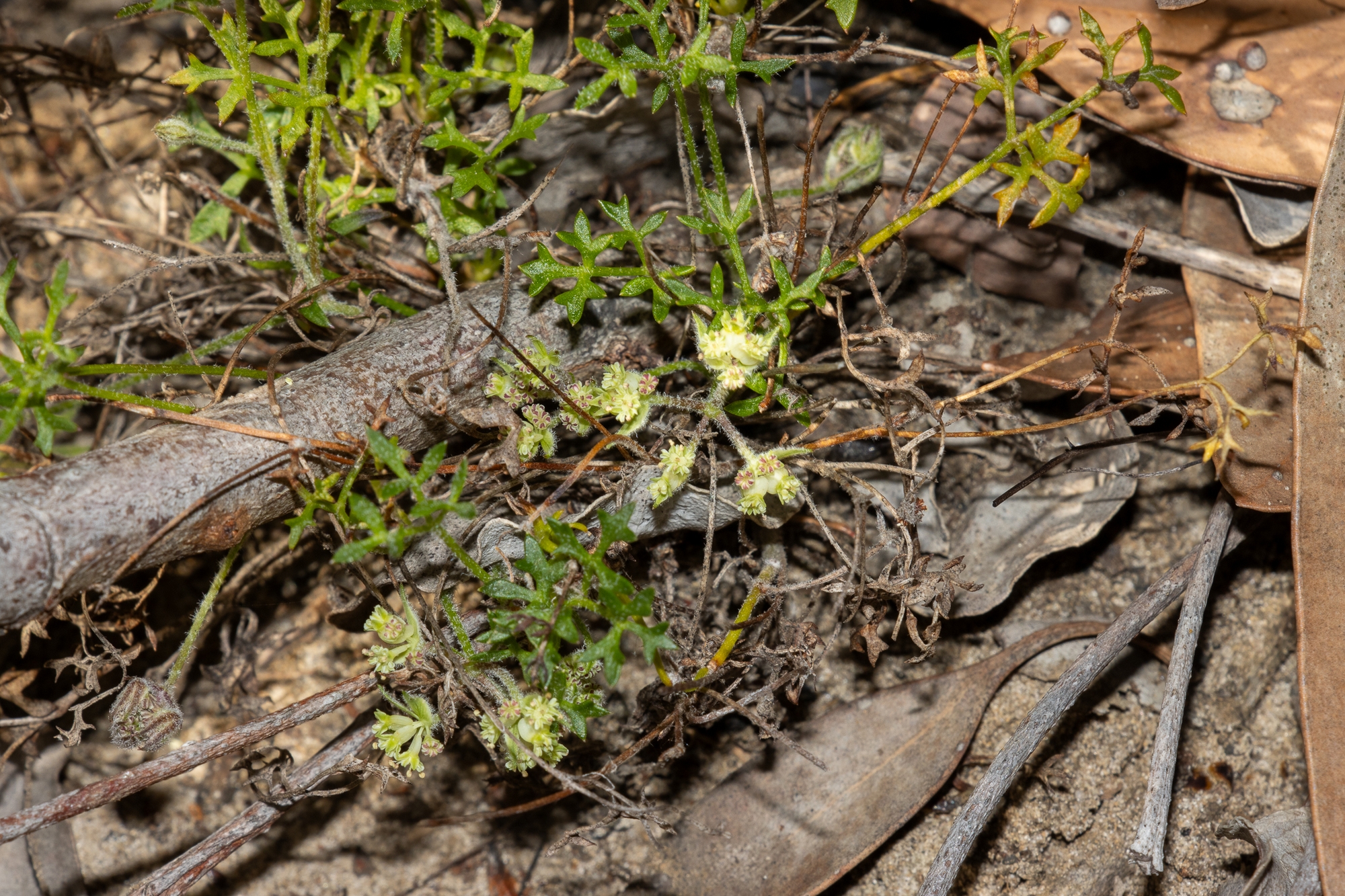 Xanthosia leiophylla