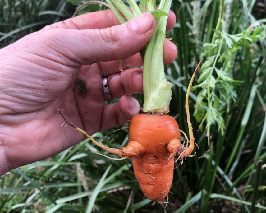 Enter this quirky gardening competition to win green… | Green Adelaide