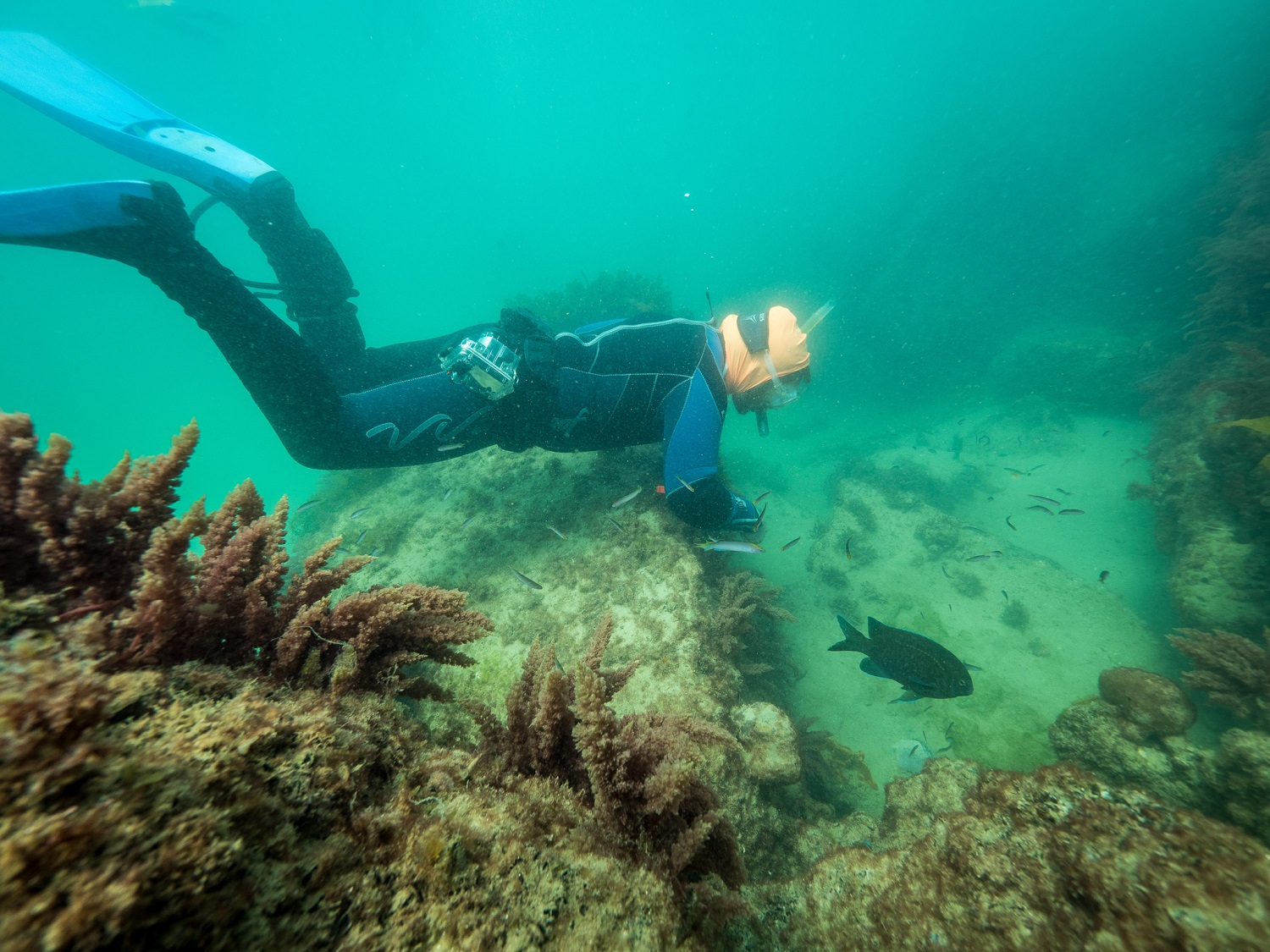 News & blogs | Green Adelaide
