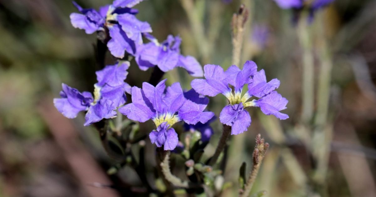 Choosing your plants | Green Adelaide