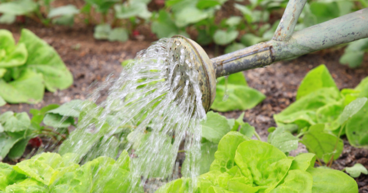 5 ways to use less water on your food garden | Green Adelaide
