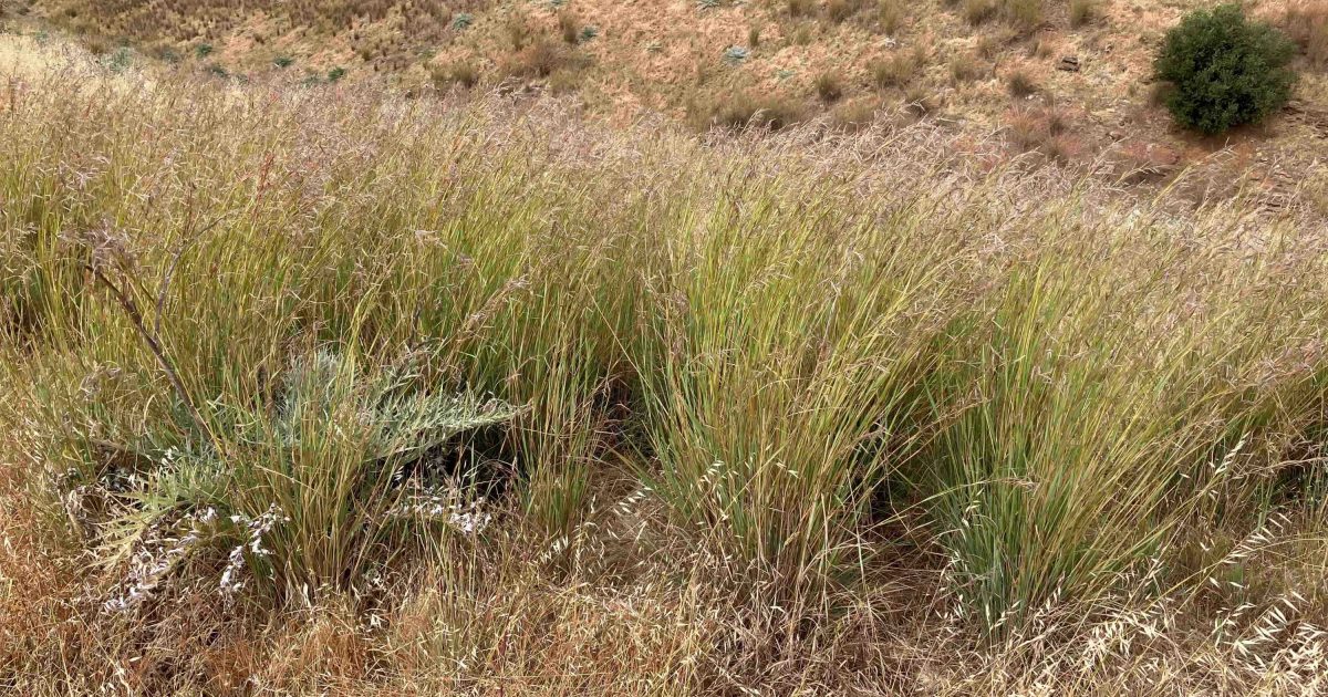 Coolatai grass | Green Adelaide