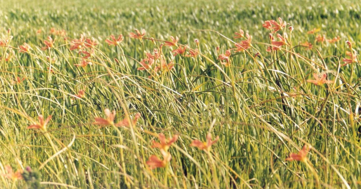 Cape Tulip | Green Adelaide