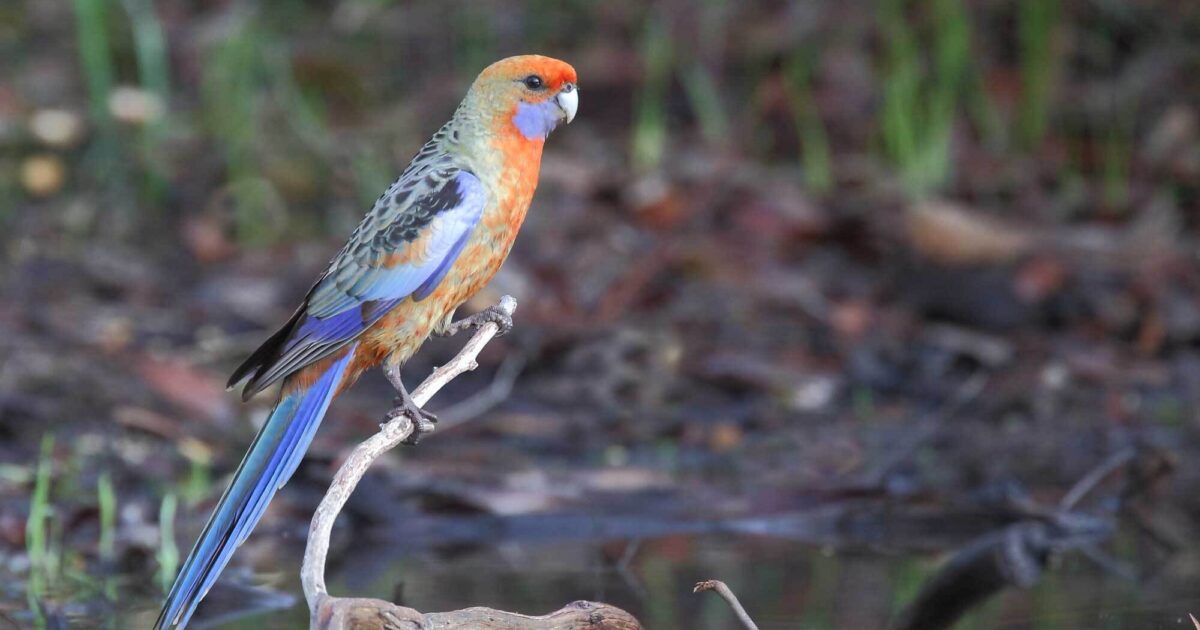 Learn about native animals | Green Adelaide