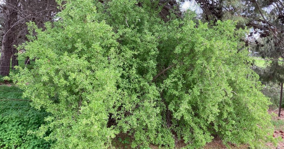 African boxthorn | Green Adelaide