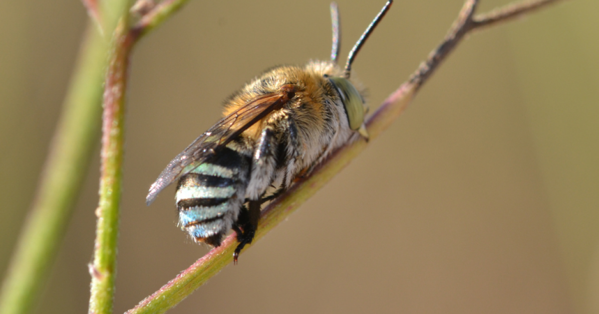 Plants for native bees | Green Adelaide