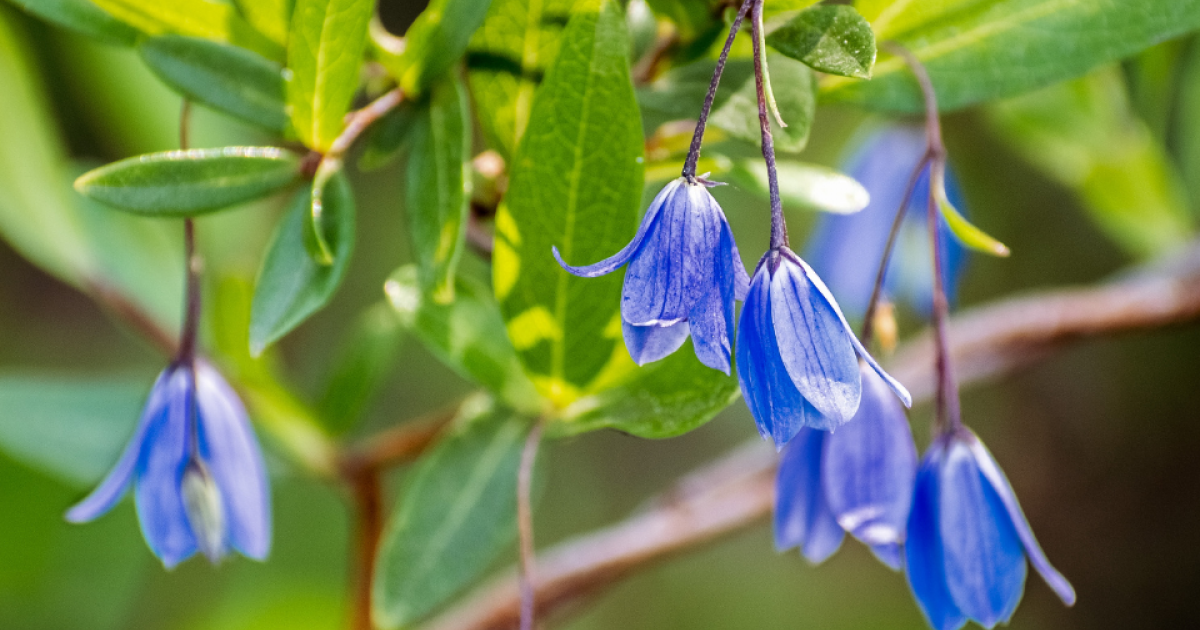 Bluebell creeper | Green Adelaide