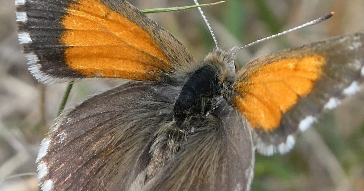Creating a more butterfly friendly city | Green Adelaide