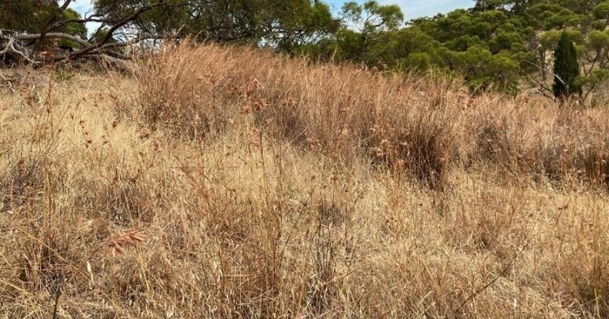 Coolatai grass | Green Adelaide