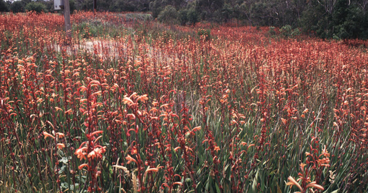 Bulbil Watsonia | Green Adelaide