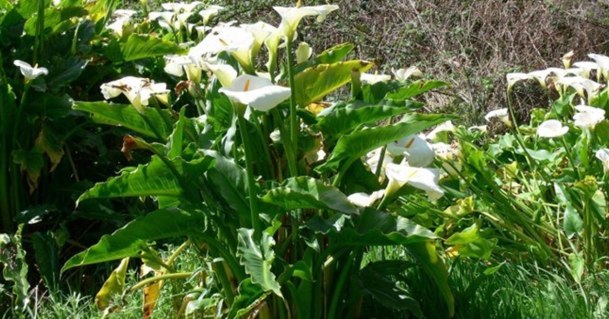 Arum lily | Green Adelaide
