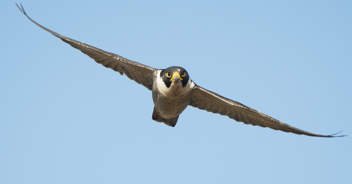 Adelaide's peregrine falcon | Green Adelaide