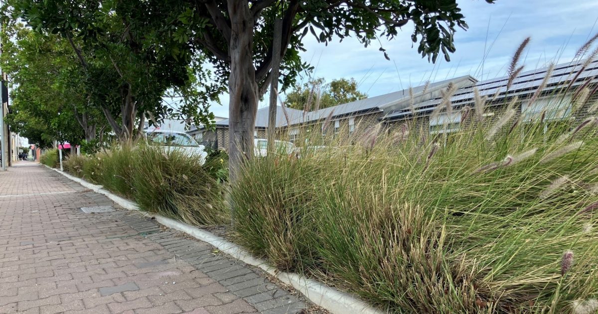 What you need to know about Adelaide’s latest… | Green Adelaide