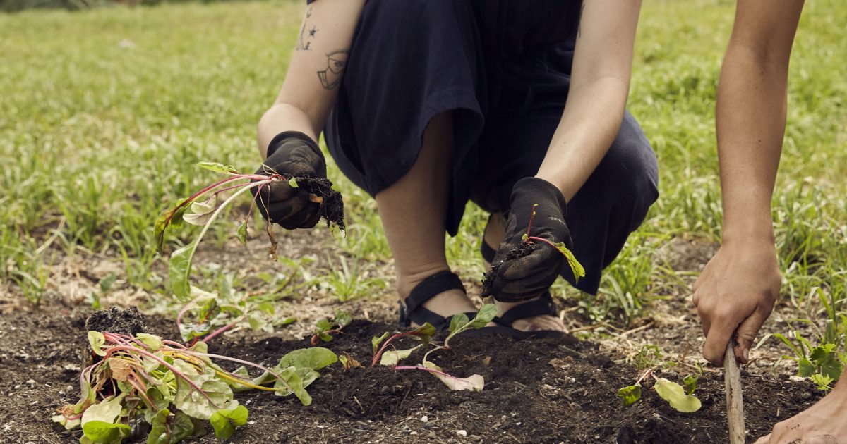 Food gardening: what to plant when | Green Adelaide