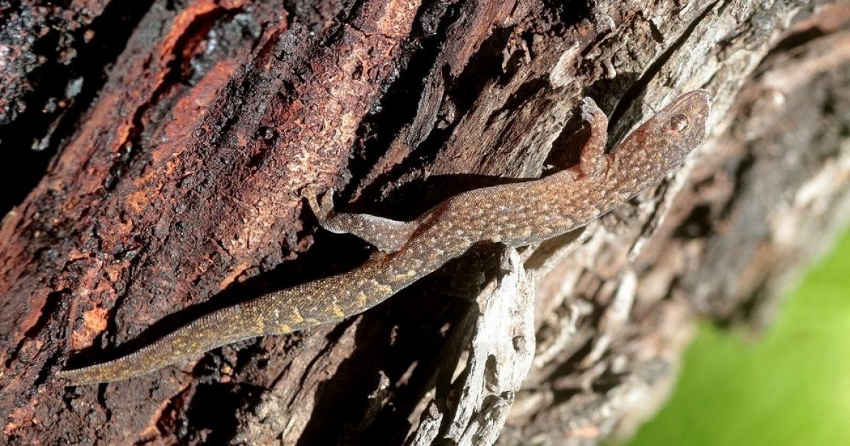 5 common lizards of Adelaide | Green Adelaide