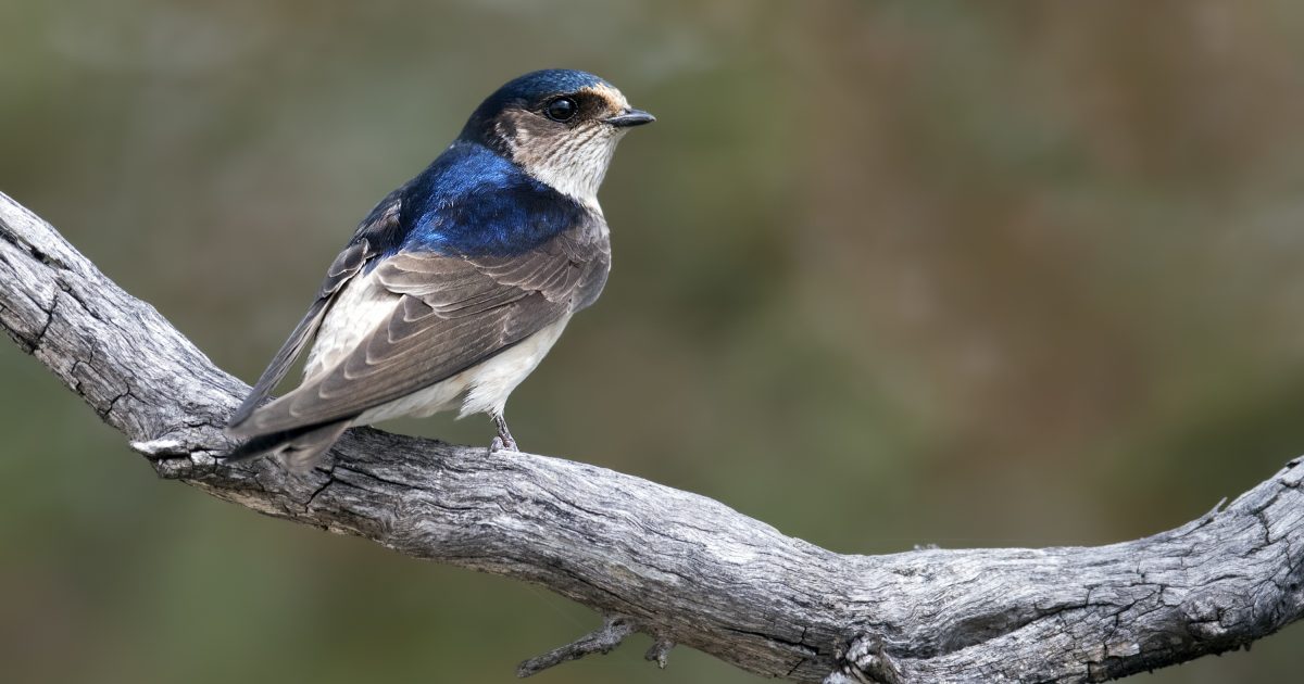 Tree Martins | Green Adelaide