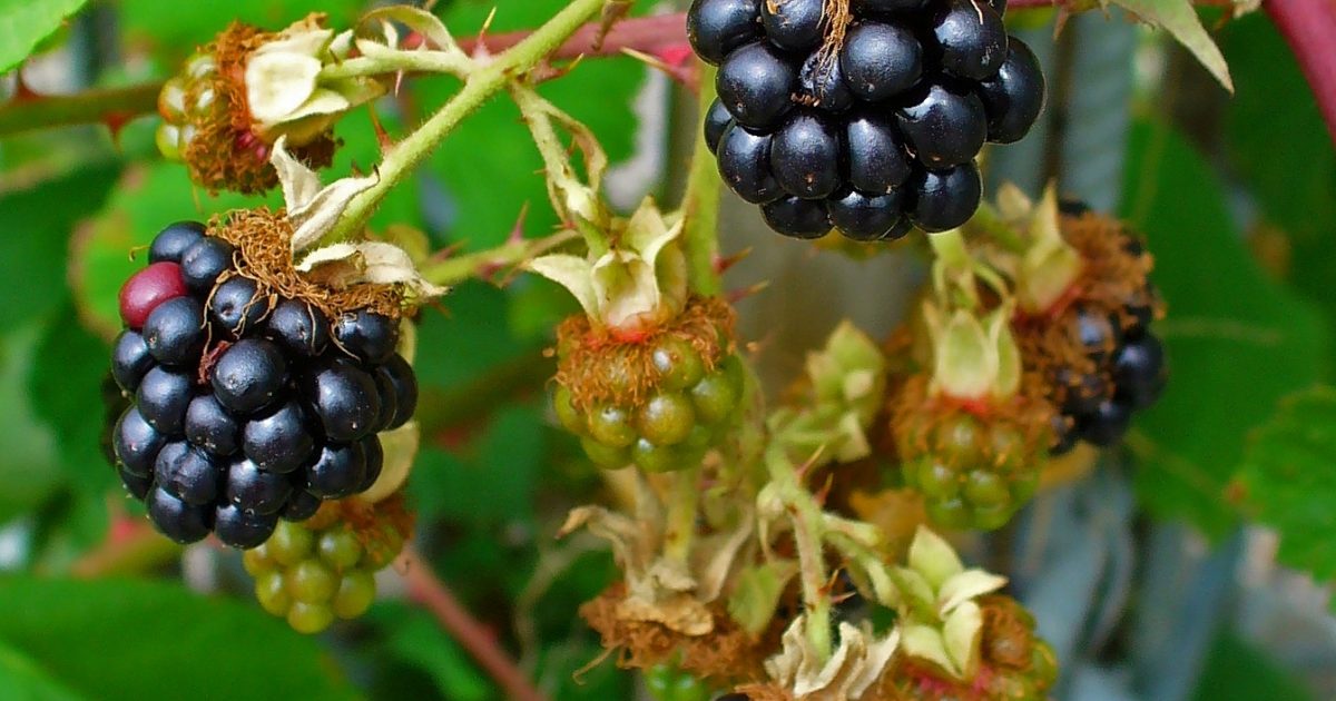 Blackberry | Green Adelaide