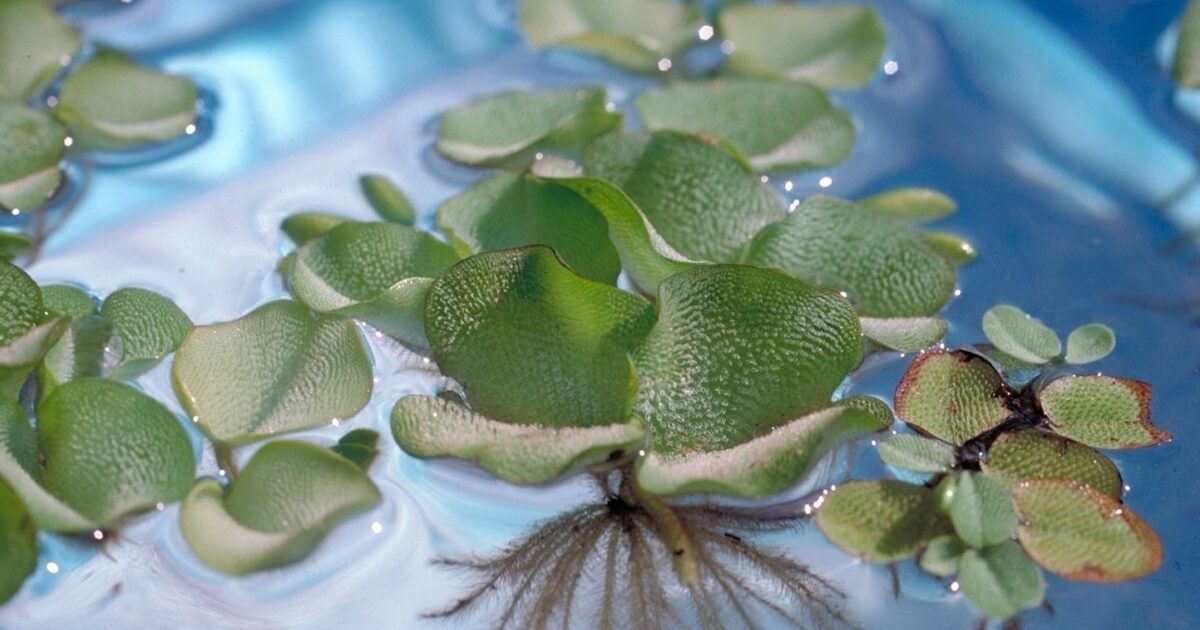 Salvinia | Green Adelaide
