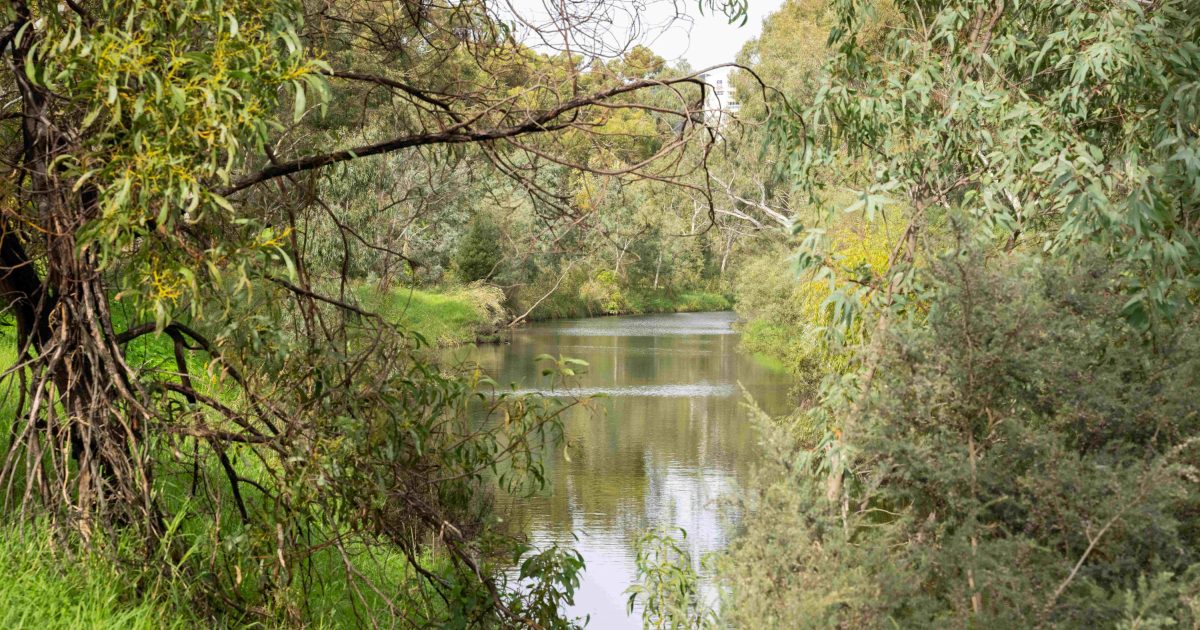 5 ways you can look after the River Torrens /… | Green Adelaide